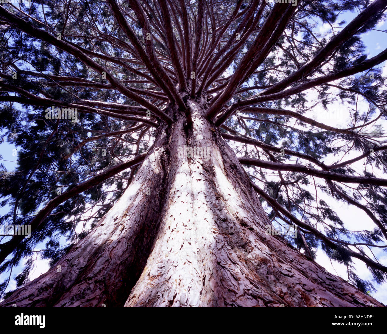 View looking up from base of Giant Redwood tree Sequoiadendron ...