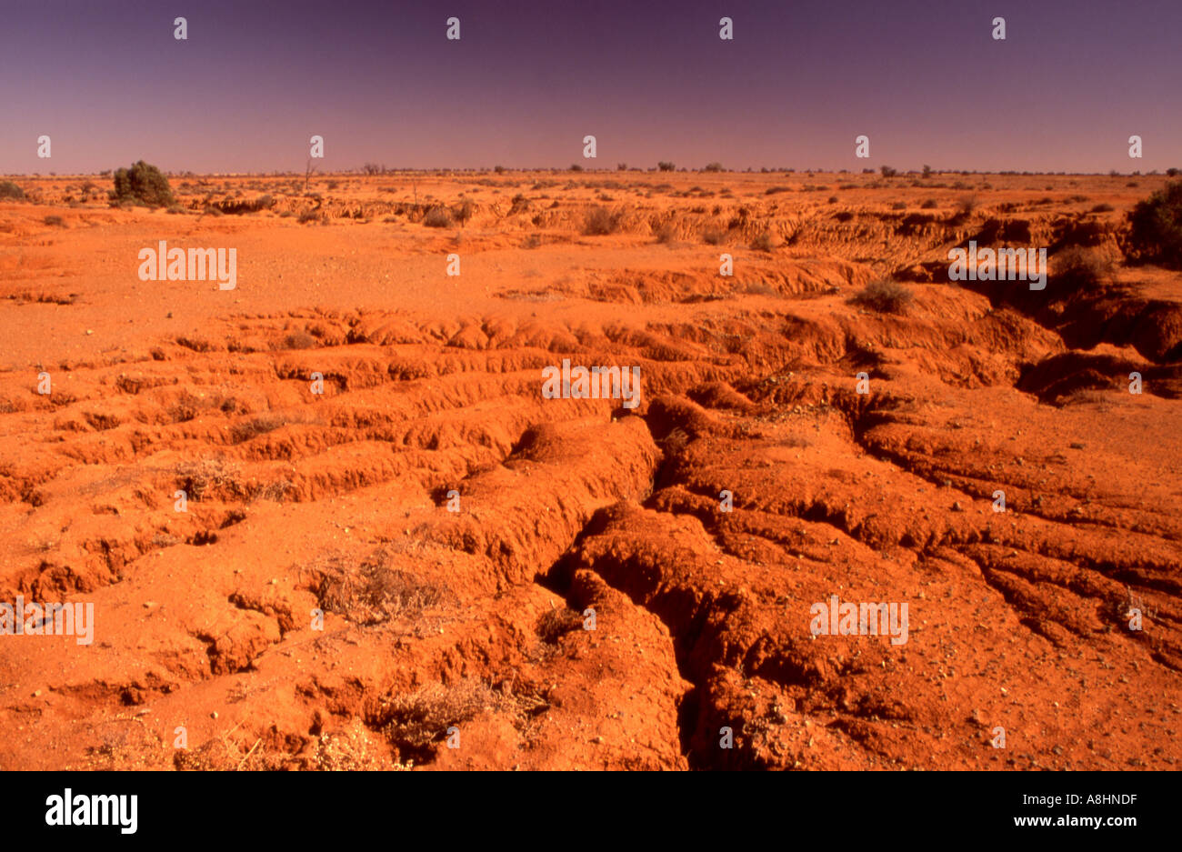 Channels cut in to the red outback soil beside a dry riverbed in the ...