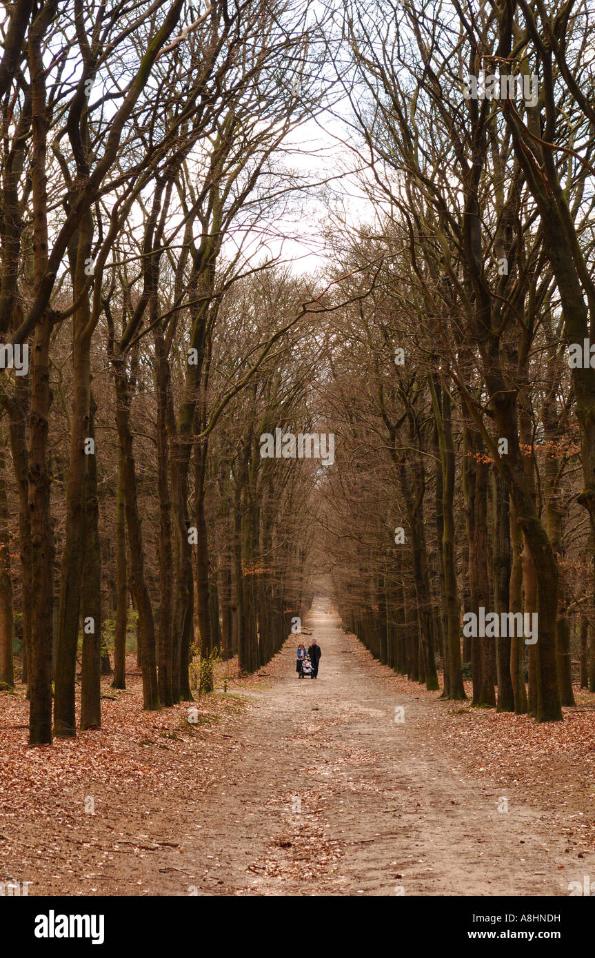 Walking people on the wood path in the forest with and tree hedge row ...