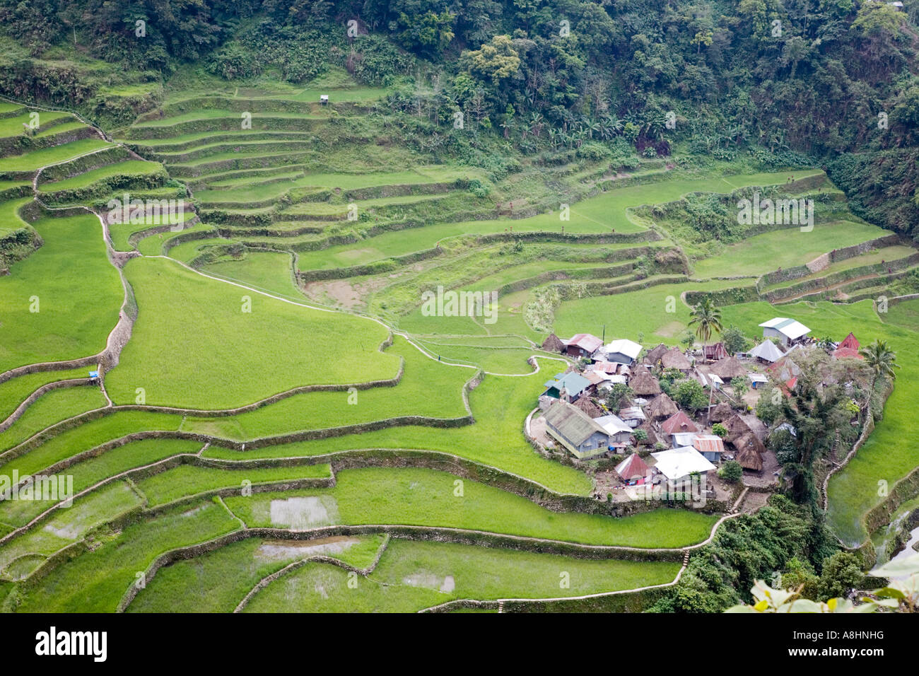 Rice Terraces, Bangaan Village, Banaue, Northern Luzon, Philippines ...