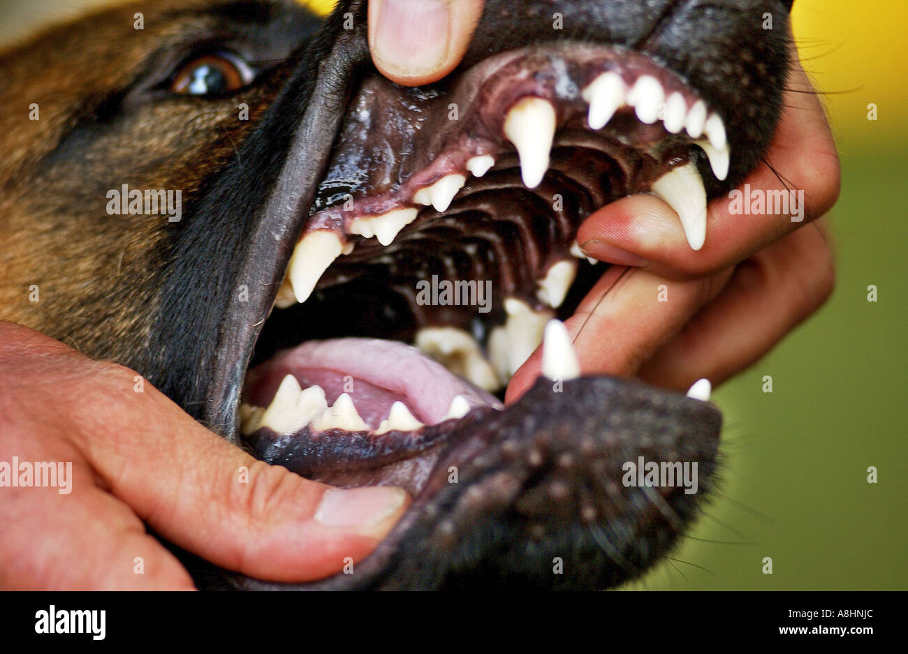 German shephard and teeth hi-res stock photography and images - Alamy