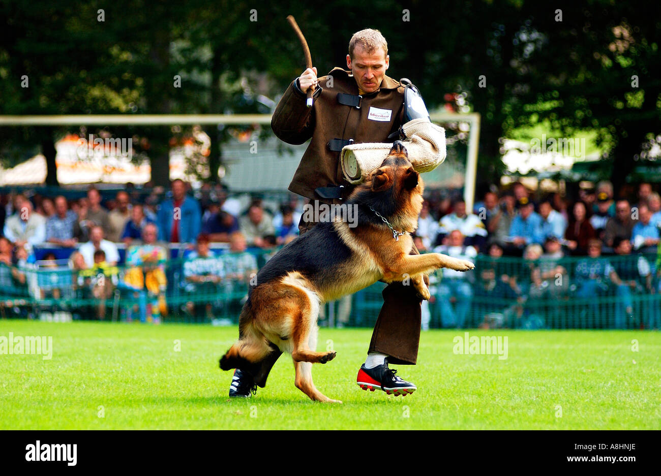 Dog Attack - Trainer works with a german shephard Stock Photo - Alamy