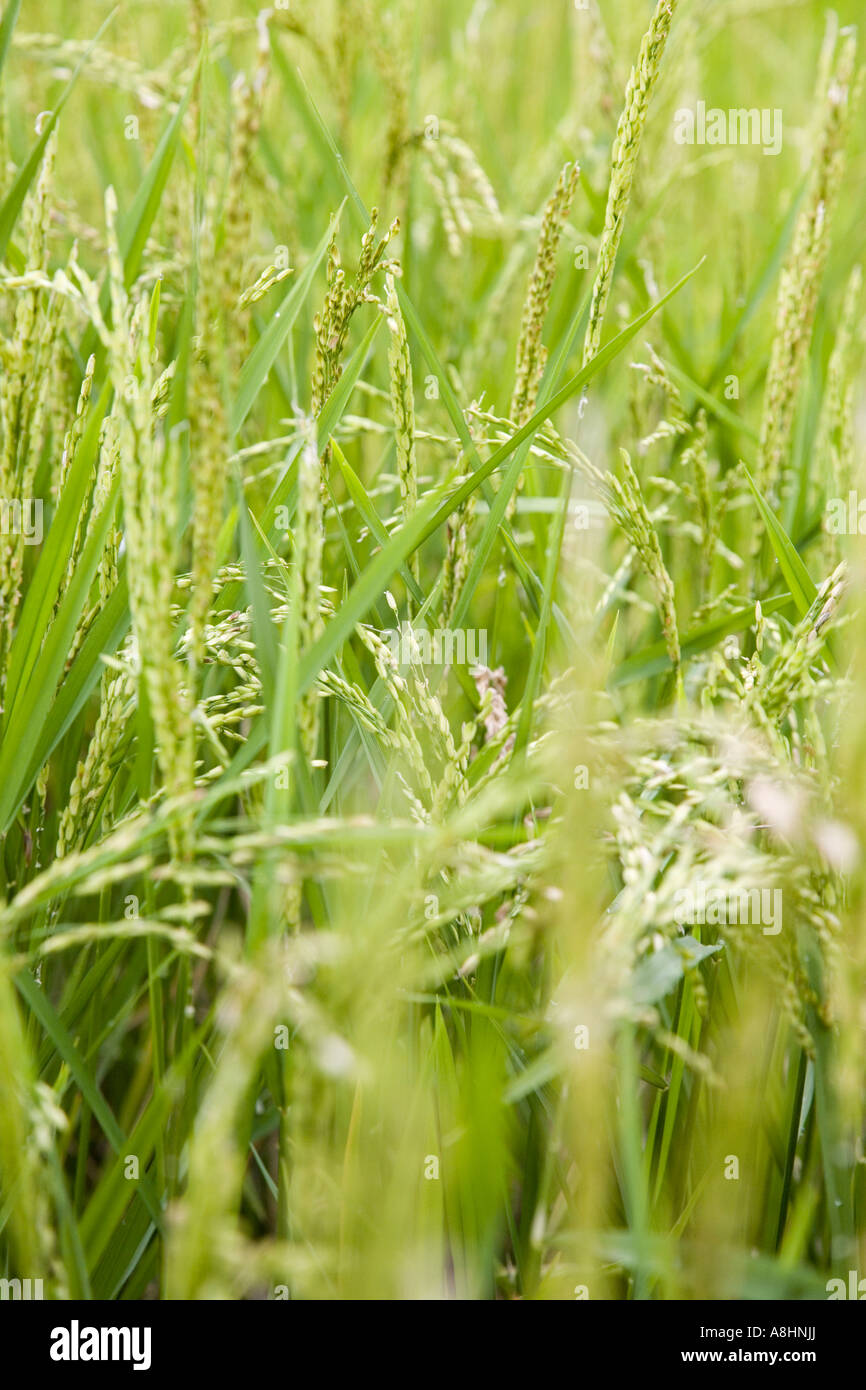Rice Plant, Close Up, Rice Terraces, Bangaan Village, Banaue, Northern ...