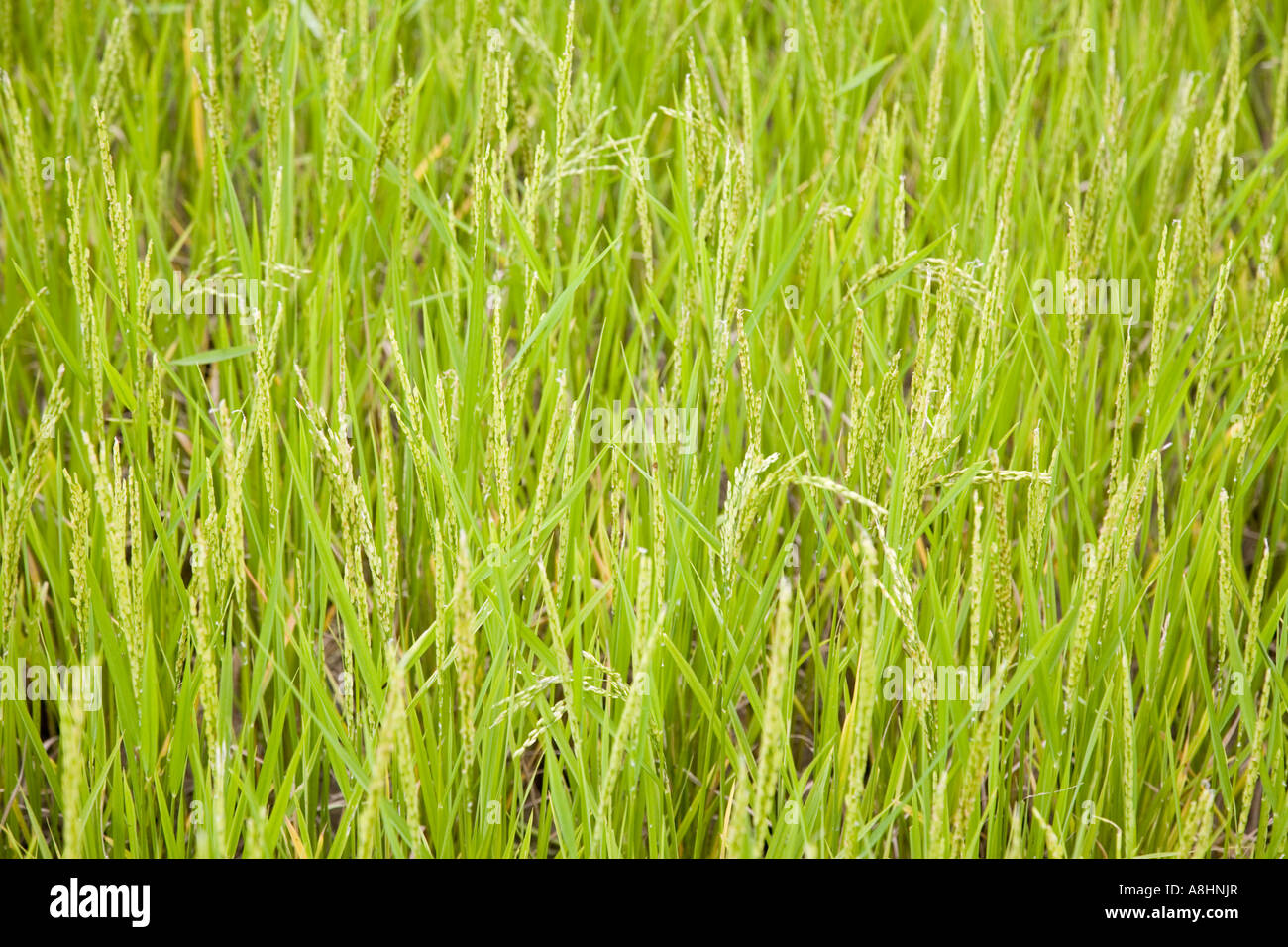 Rice Plant, Close Up, Rice Terraces, Bangaan Village, Banaue, Northern ...