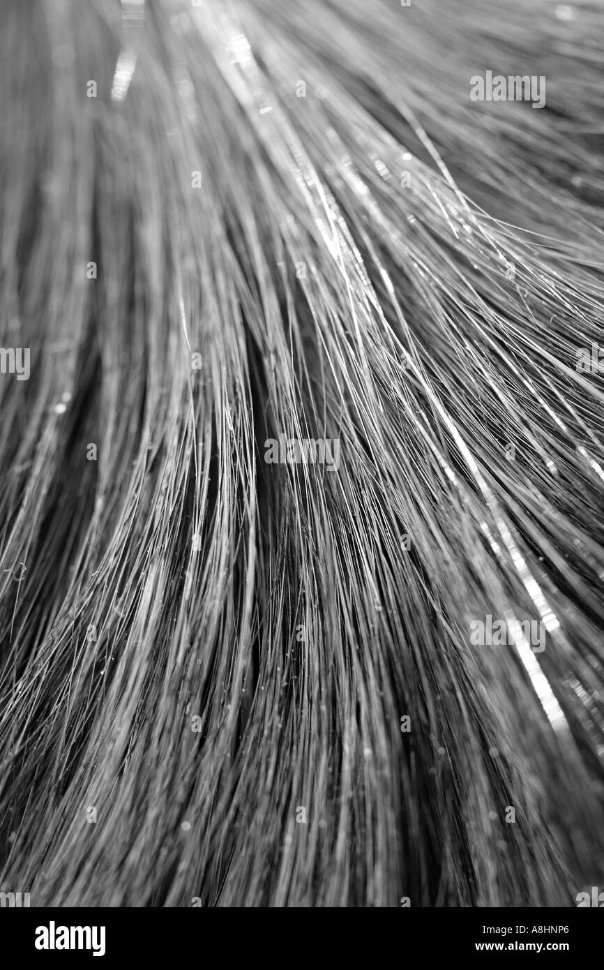 Hair structures Black and White Stock Photos & Images - Alamy
