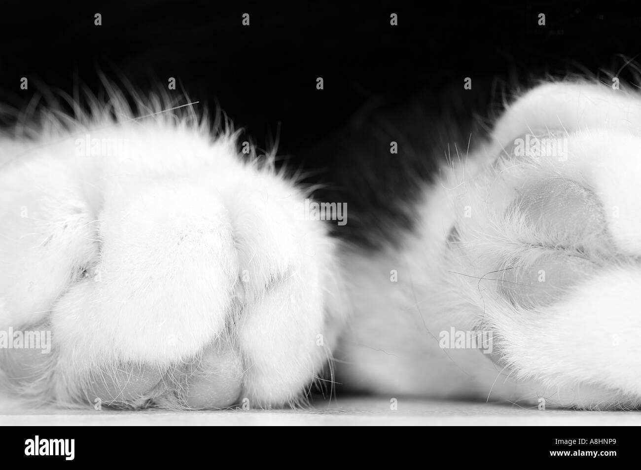 Paws group hi-res stock photography and images - Alamy