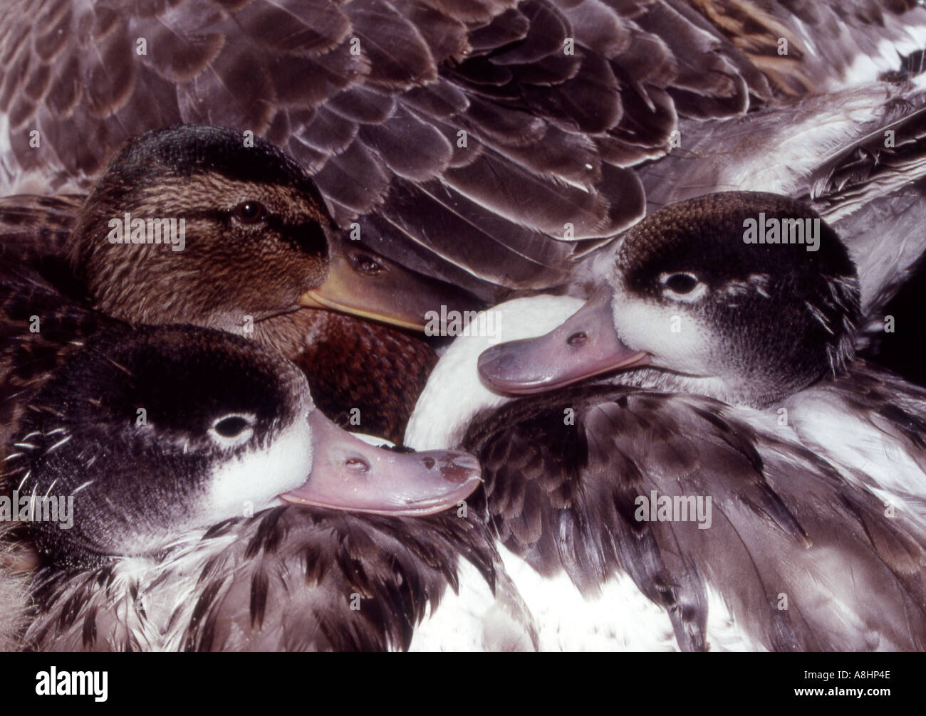 Abstract detail portrait of juvenile Common Mallard Anas platyrhnchos ...