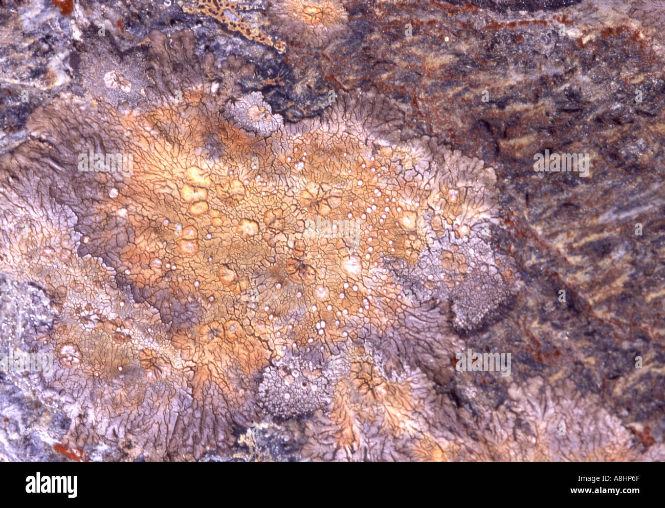 Abstract detail of various and colourful lichens on rocks rocky surface ...