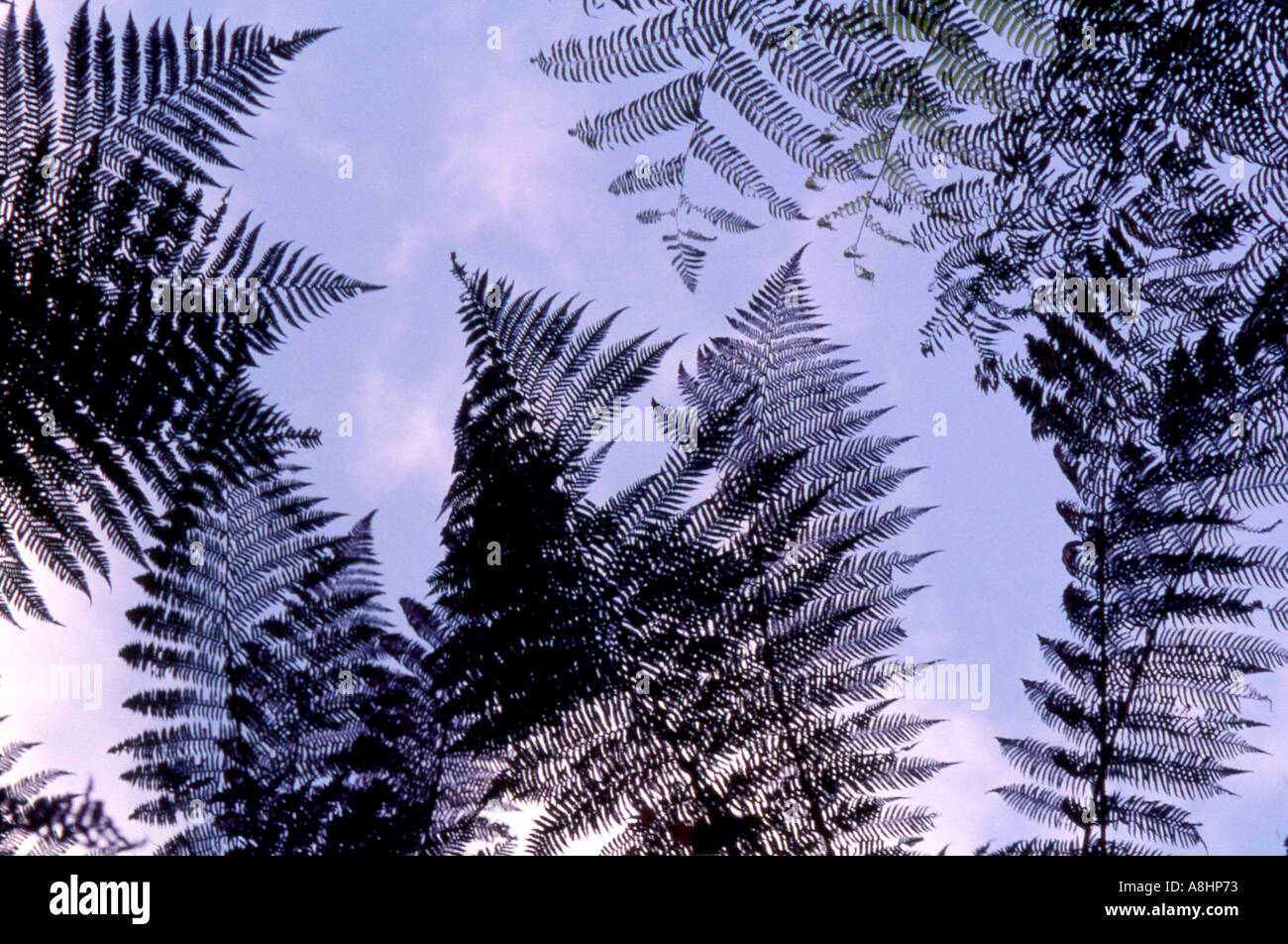 Abstract detail of rainforest canopy with fern ponga fronds in ...