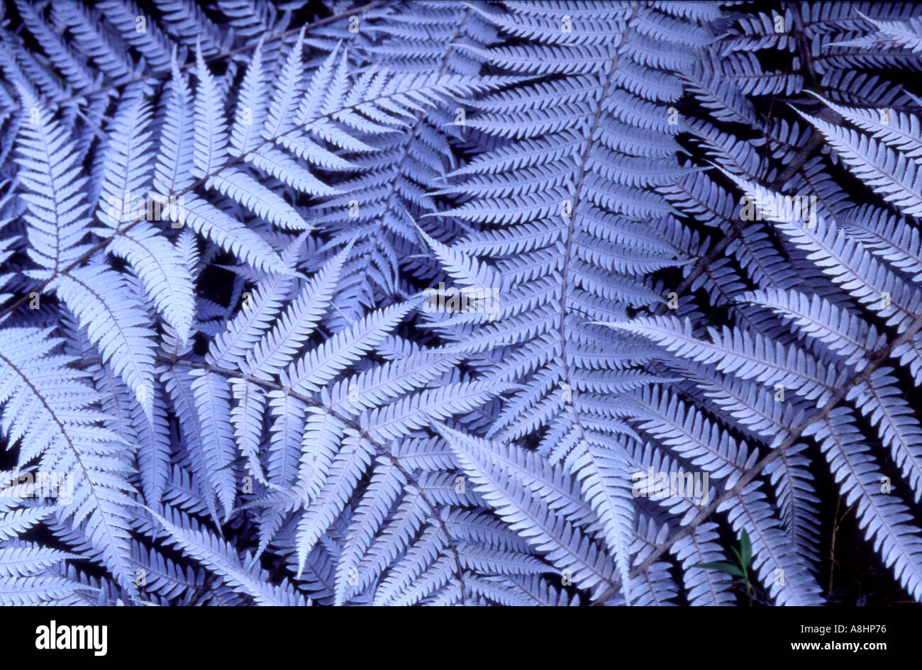 Abstract detail of iconic New Zealand ponga fern fronds silver fern ...