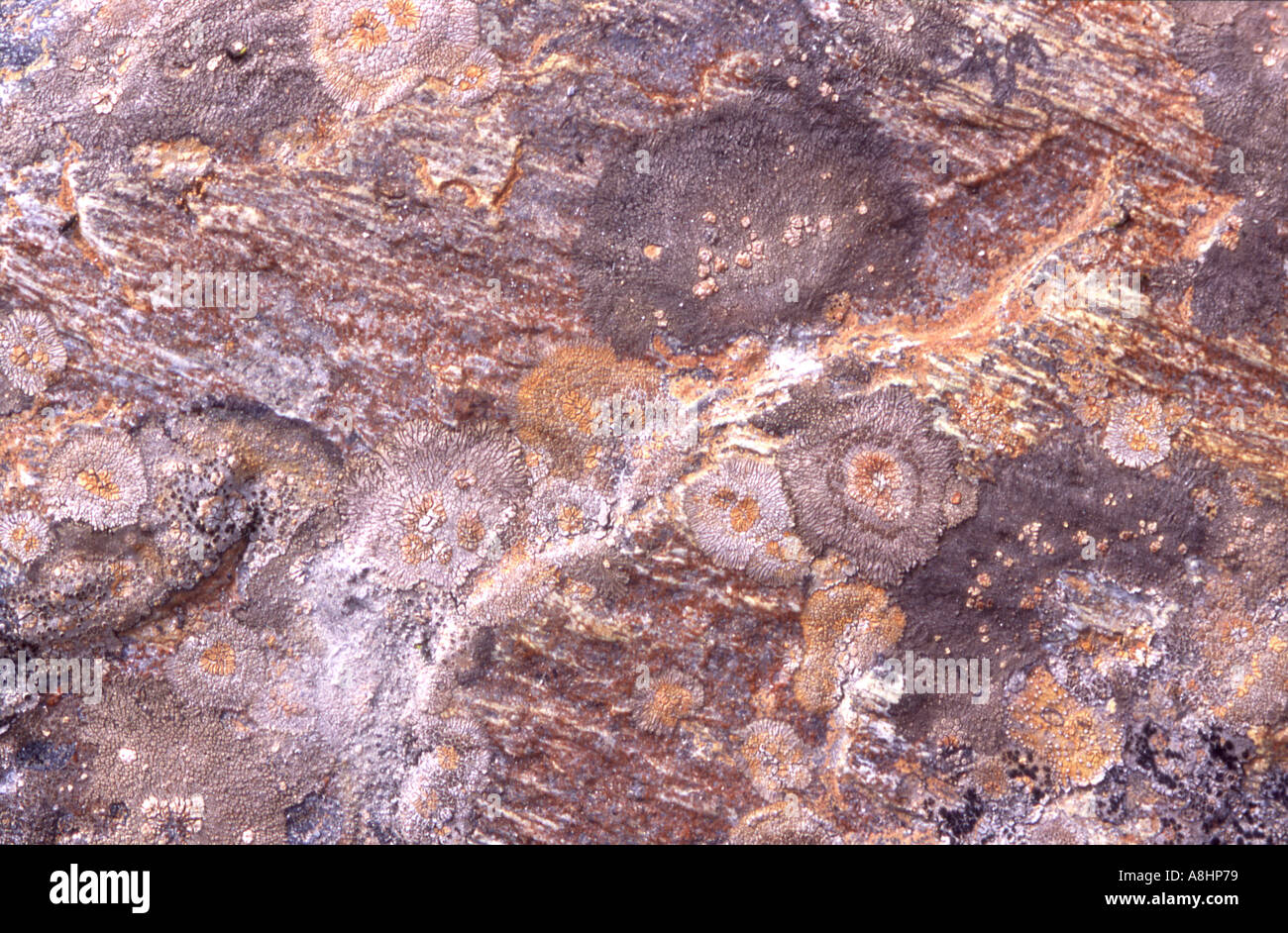 Abstract detail of various and colourful lichens on rocks rocky surface ...