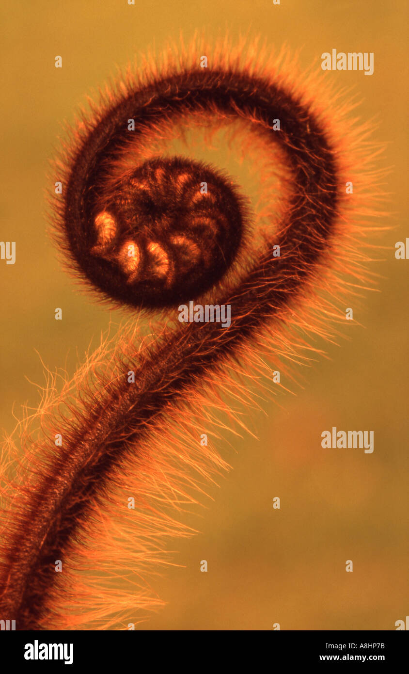 Emerging ponga silver fern frond New Zealand Cyathea dealbata Stock ...