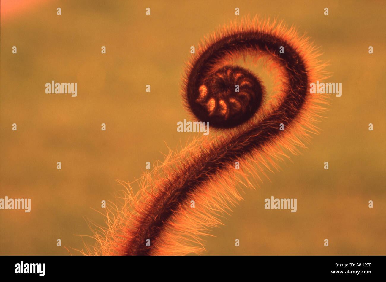 Emerging ponga silver fern frond New Zealand Cyathea dealbata Stock ...