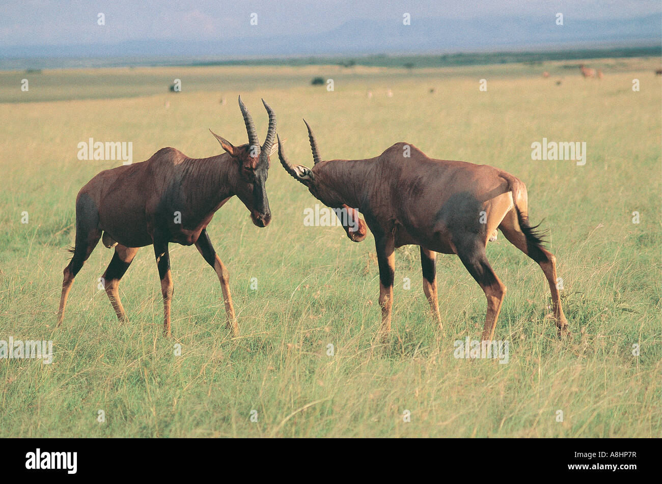 Two male Topi fighting Masai Mara National Reserve Kenya Stock Photo ...