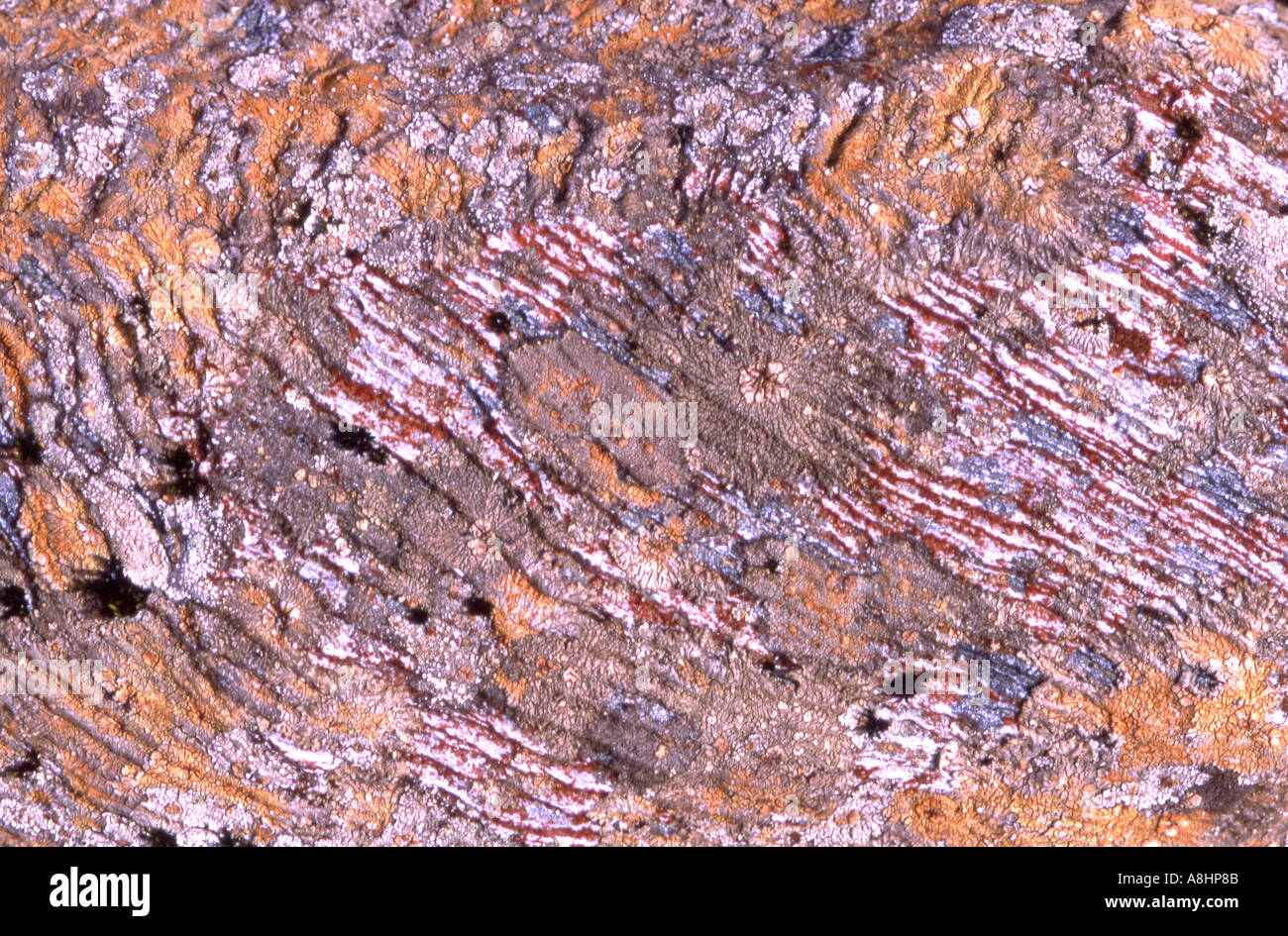Patch of lichen on rock hi-res stock photography and images - Alamy
