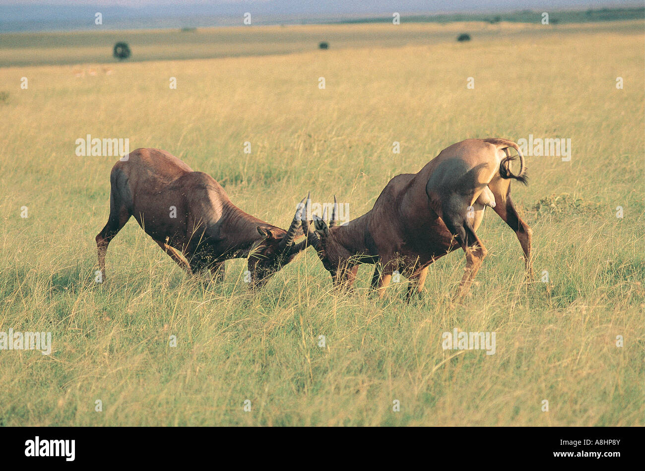 Two male Topi fighting Masai Mara National Reserve Kenya Stock Photo ...
