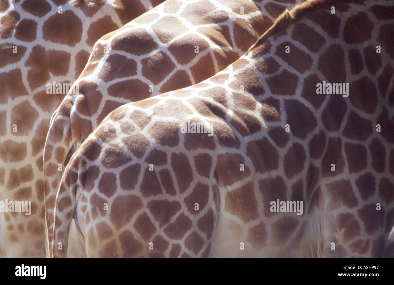 Abstract macro detail of giraffes showing body patterning ...