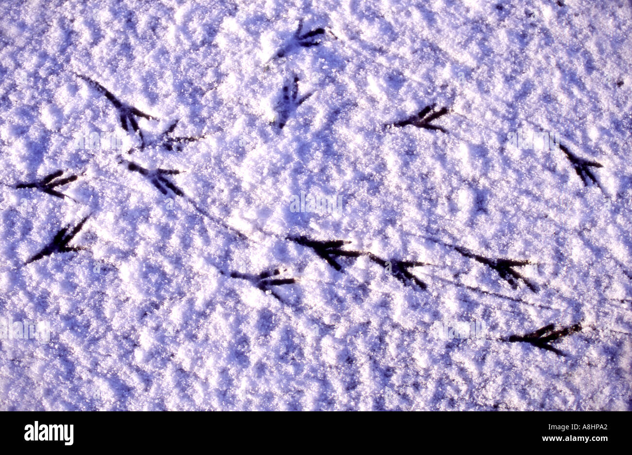 Bird s footprints left in the snow Stock Photo - Alamy