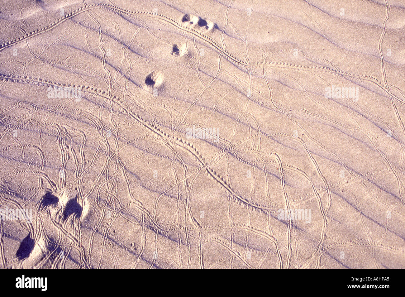 Insect tracks in sand hi-res stock photography and images - Alamy