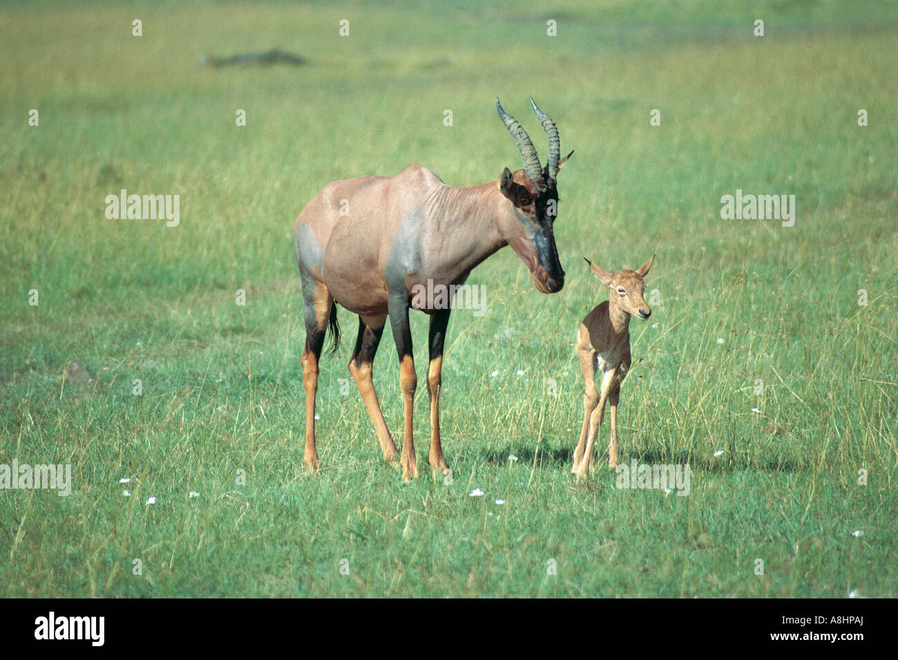 Female Topi and baby Masai Mara National Reserve Kenya Stock Photo - Alamy