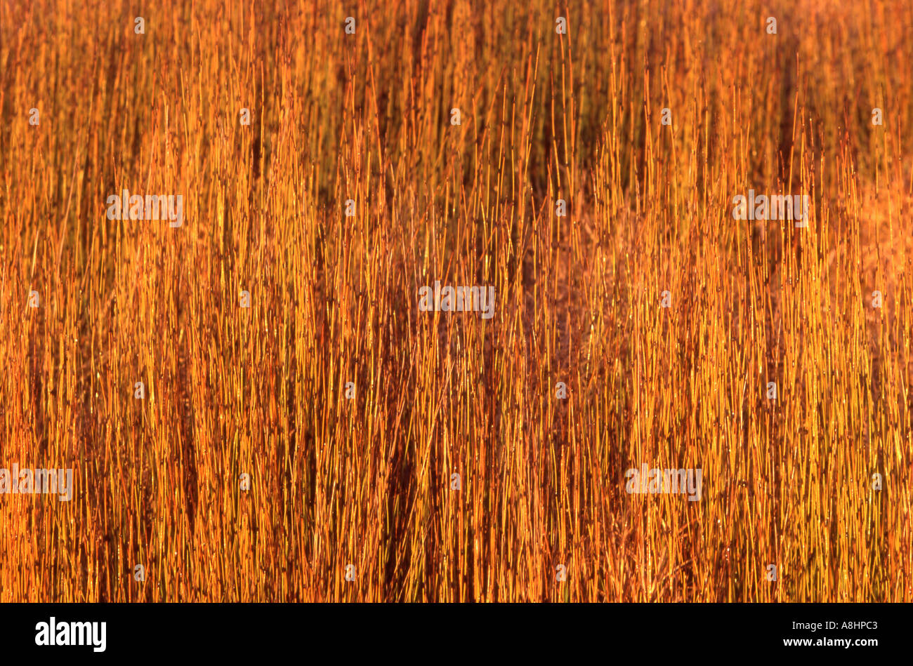 Abstract detail full frame sedge grass in autumn showing warm colour ...