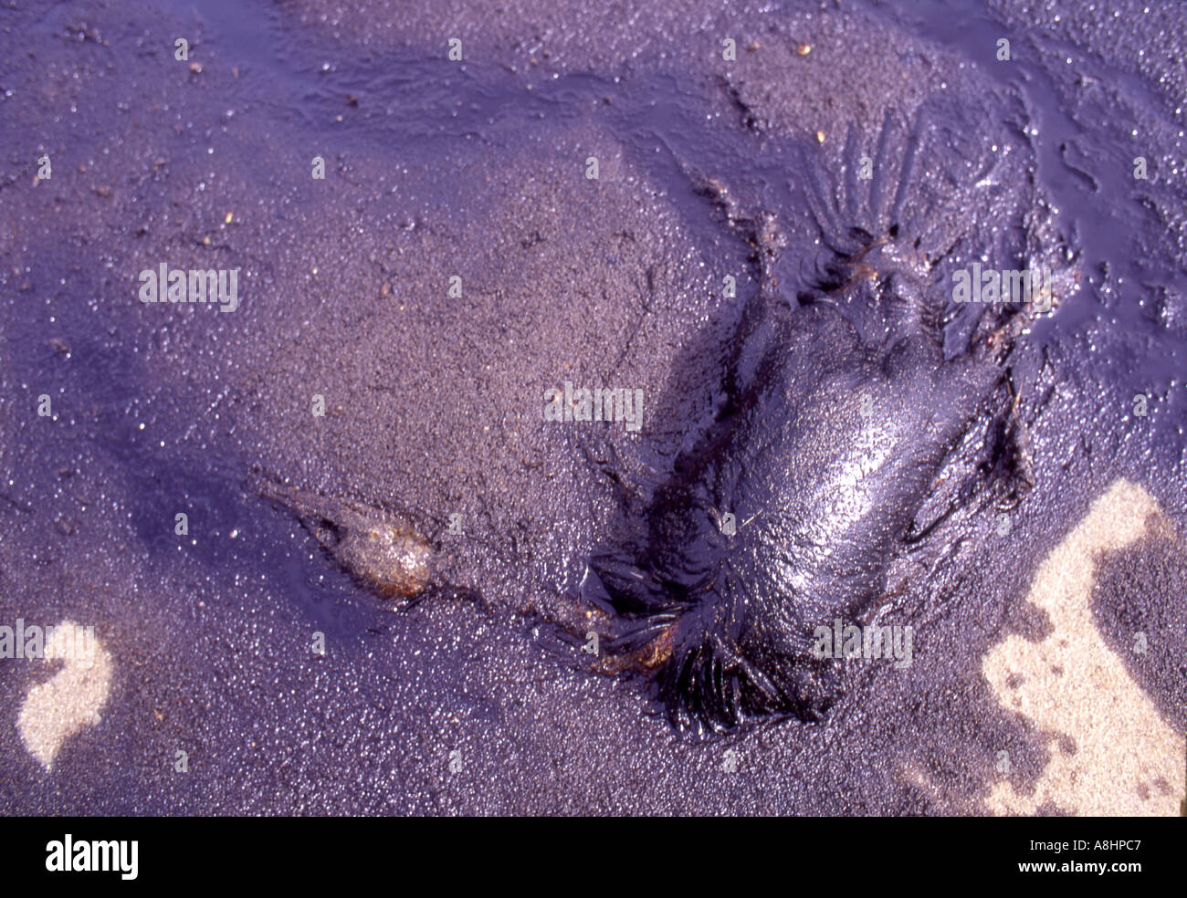 Gulf war oil spill hi-res stock photography and images - Alamy