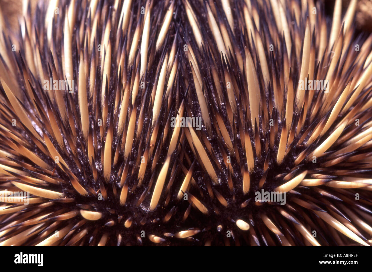 Short beaked echidna eggs hi-res stock photography and images - Alamy