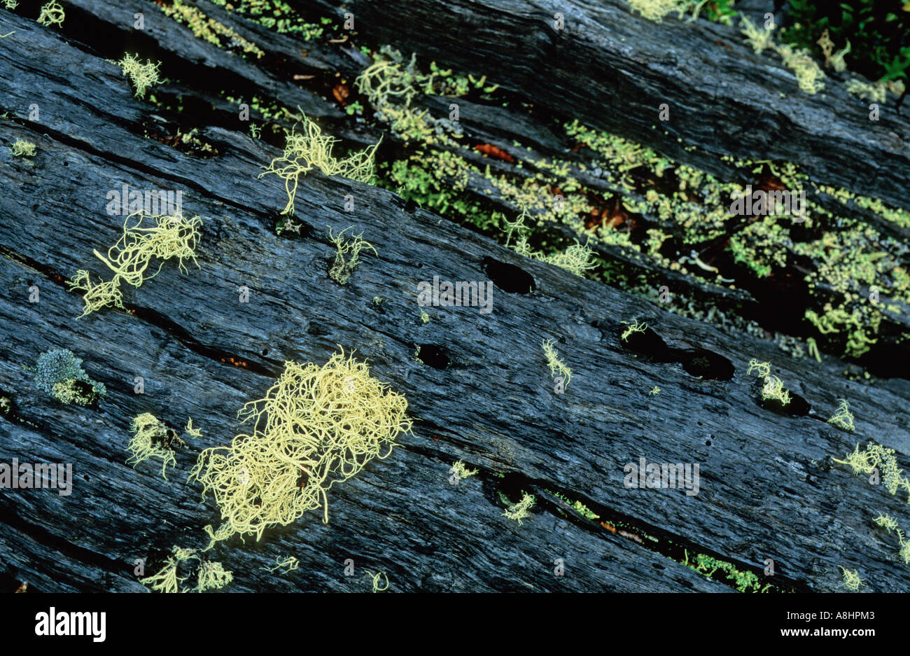 Lichens Usnea filipendula on a dead tree in Torres del Paine national ...