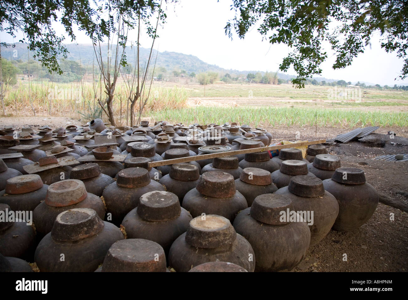 Fermentation of local Rice Wine, Ilocos Norte, Philippines Stock Photo ...