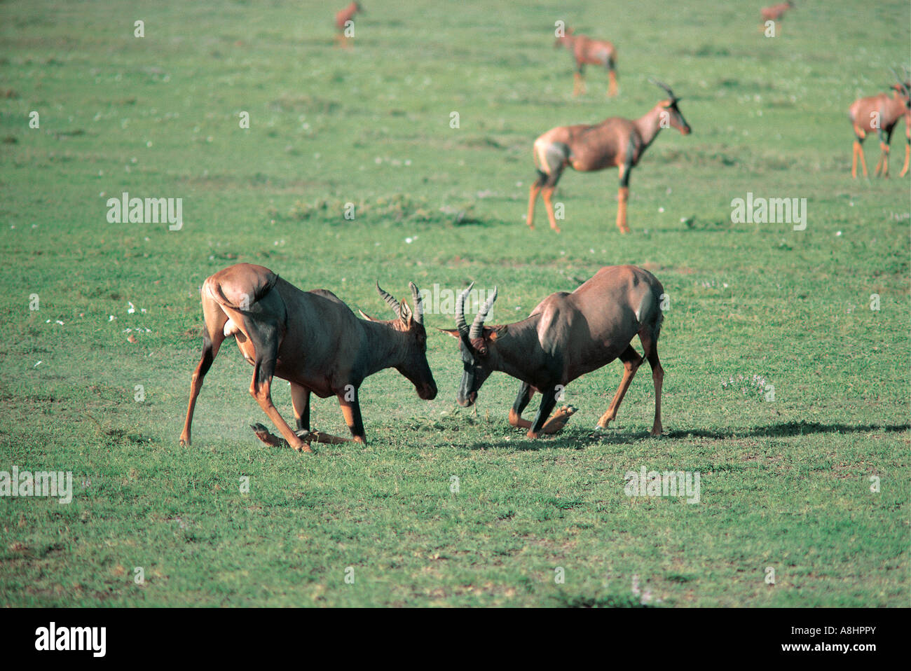 Two male Topi fighting Masai Mara National Reserve Kenya Stock Photo ...