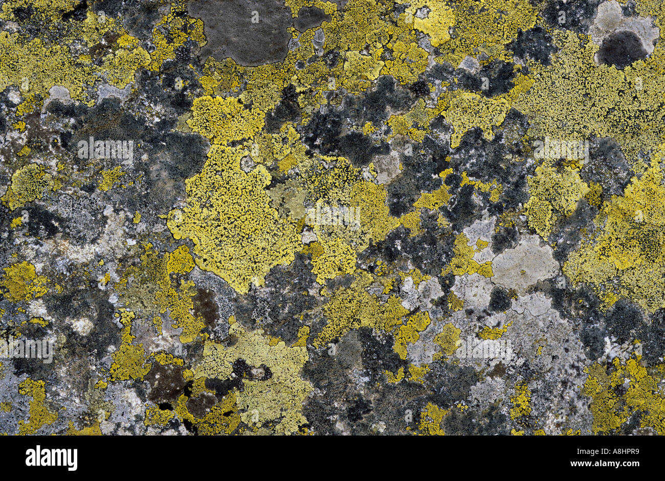 Photo lichen on stones hi-res stock photography and images - Alamy