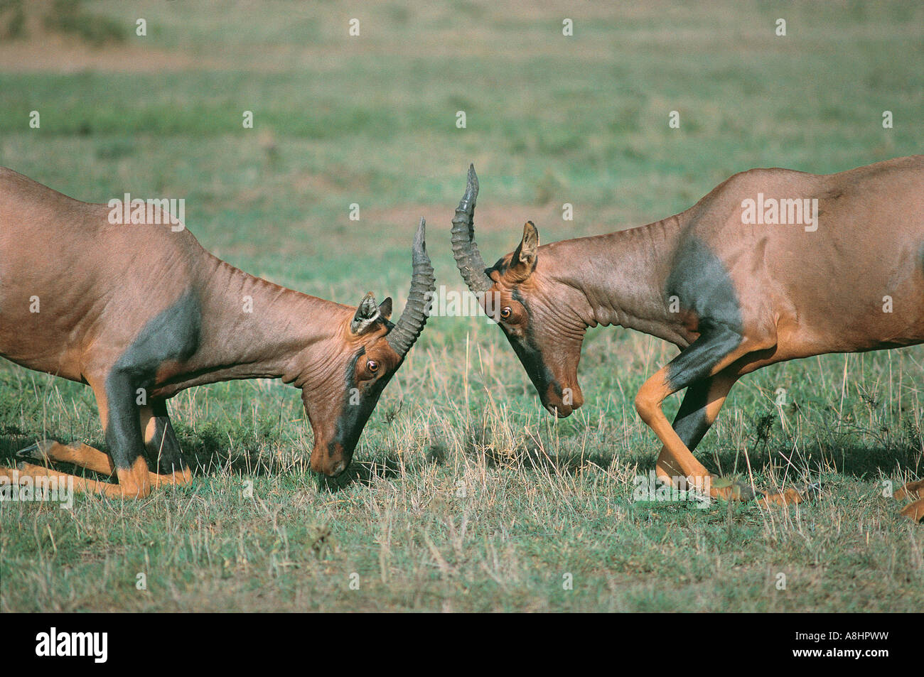 A pair of male Topi fighting Masai Mara National Reserve Kenya Stock ...