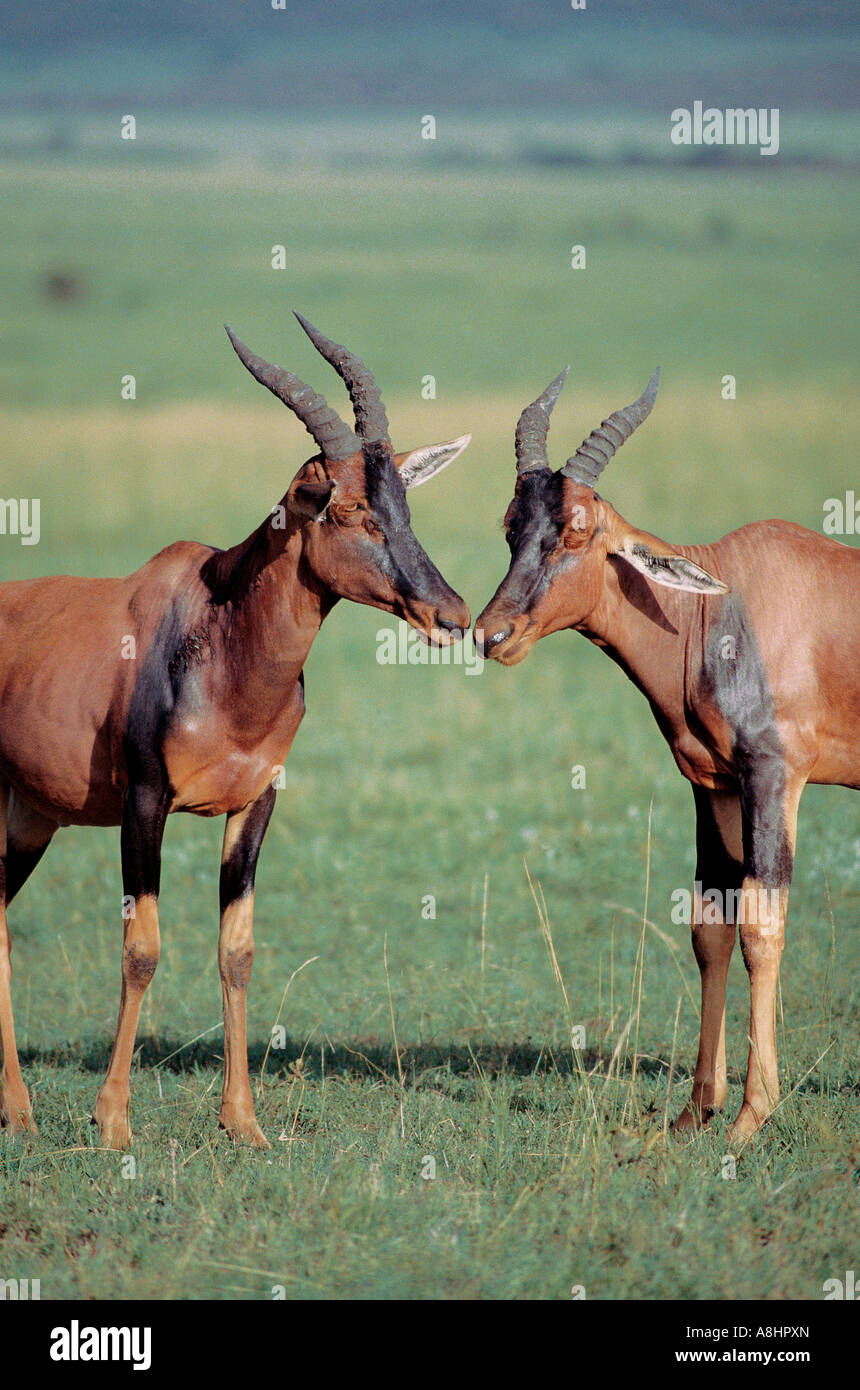 Topi hi-res stock photography and images - Alamy