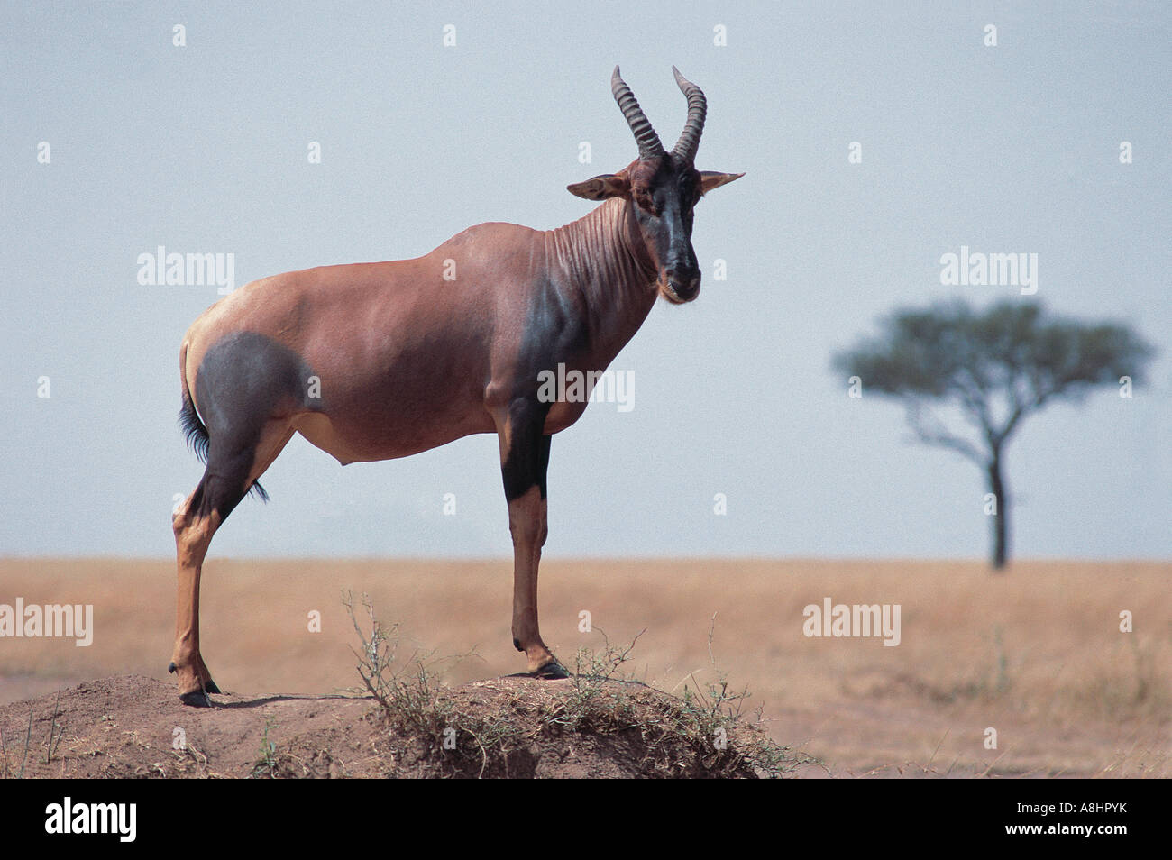 Topi hi-res stock photography and images - Alamy