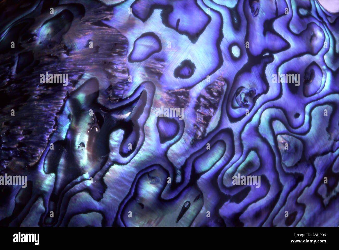 Abstract detail Paua Abalone shell casing polished New Zealand Stock ...