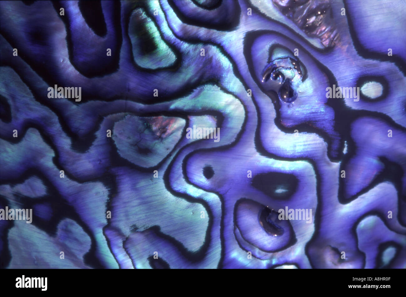 Abstract detail Paua Abalone shell casing polished New Zealand Stock ...