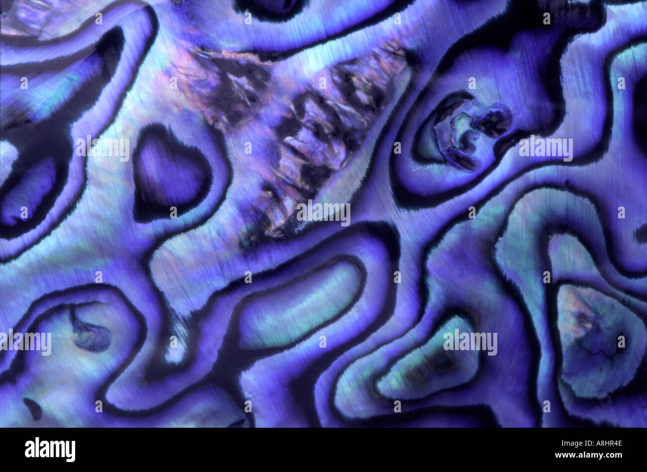 Abstract detail Paua Abalone shell casing polished New Zealand Stock ...