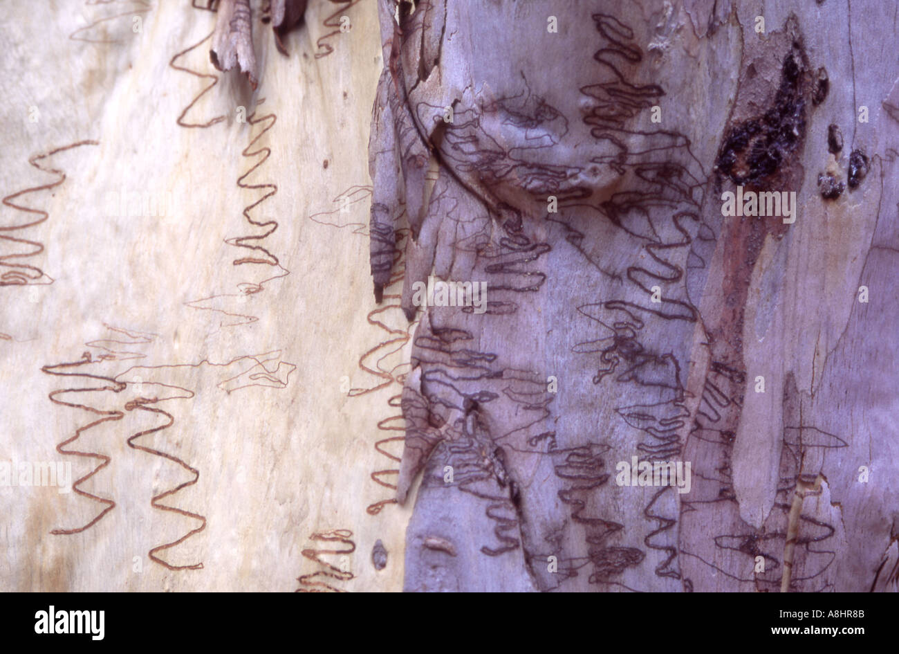Abstract detail Scribbly gum Eucalyptus haemastoma Australia showing ...