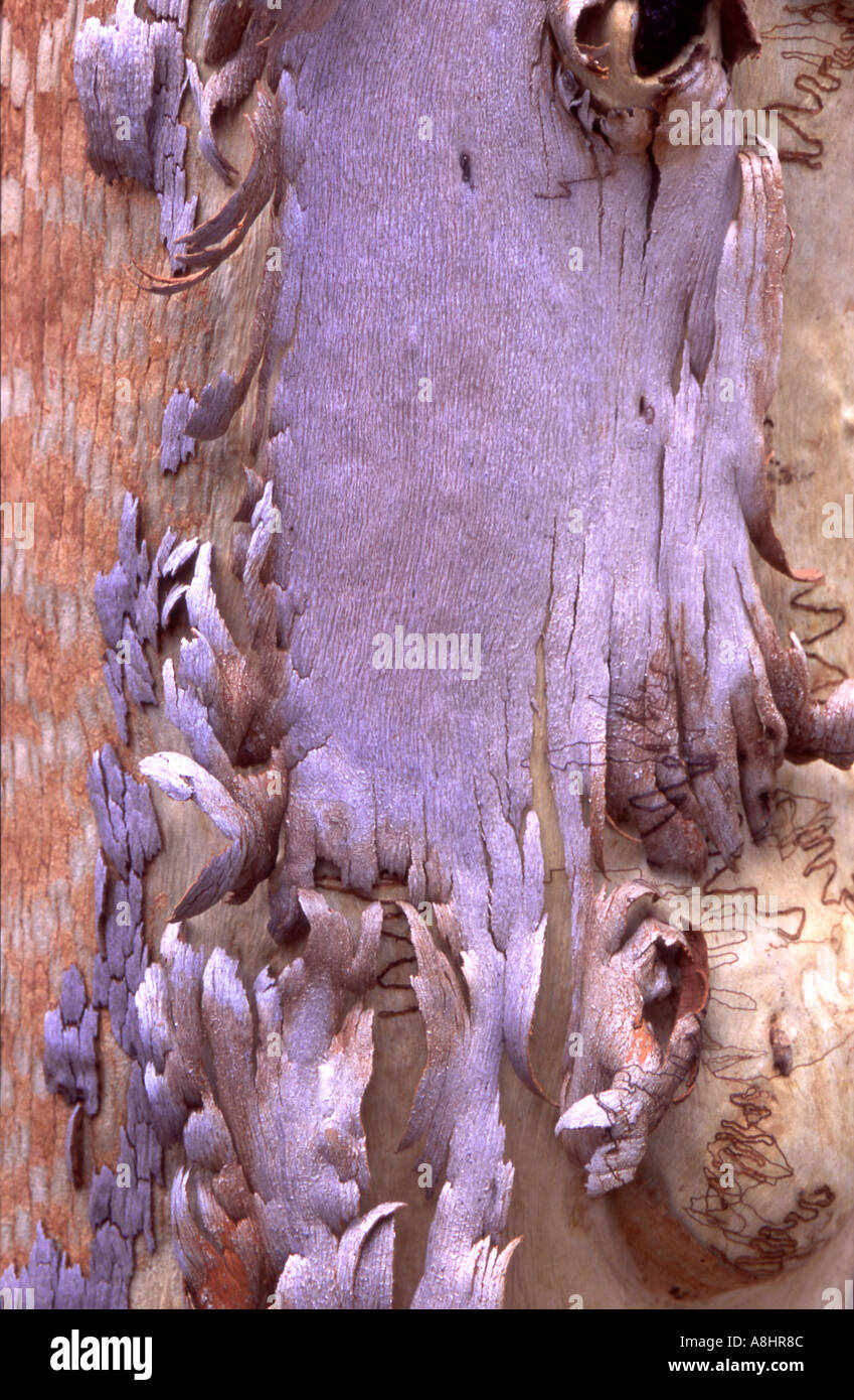 Abstract detail Scribbly gum Eucalyptus haemastoma Australia showing ...