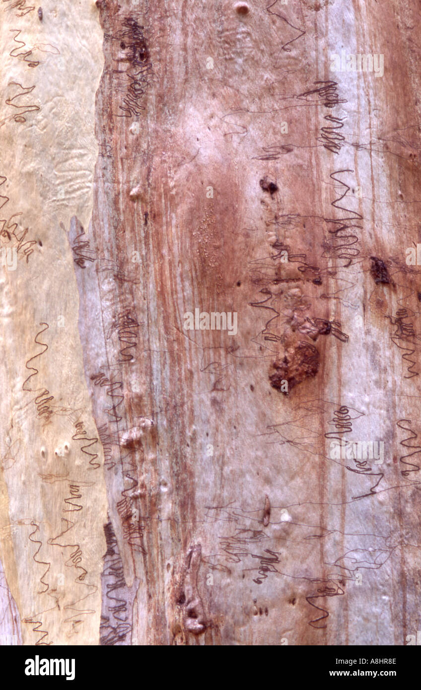 Abstract detail Scribbly gum Eucalyptus haemastoma Australia showing ...