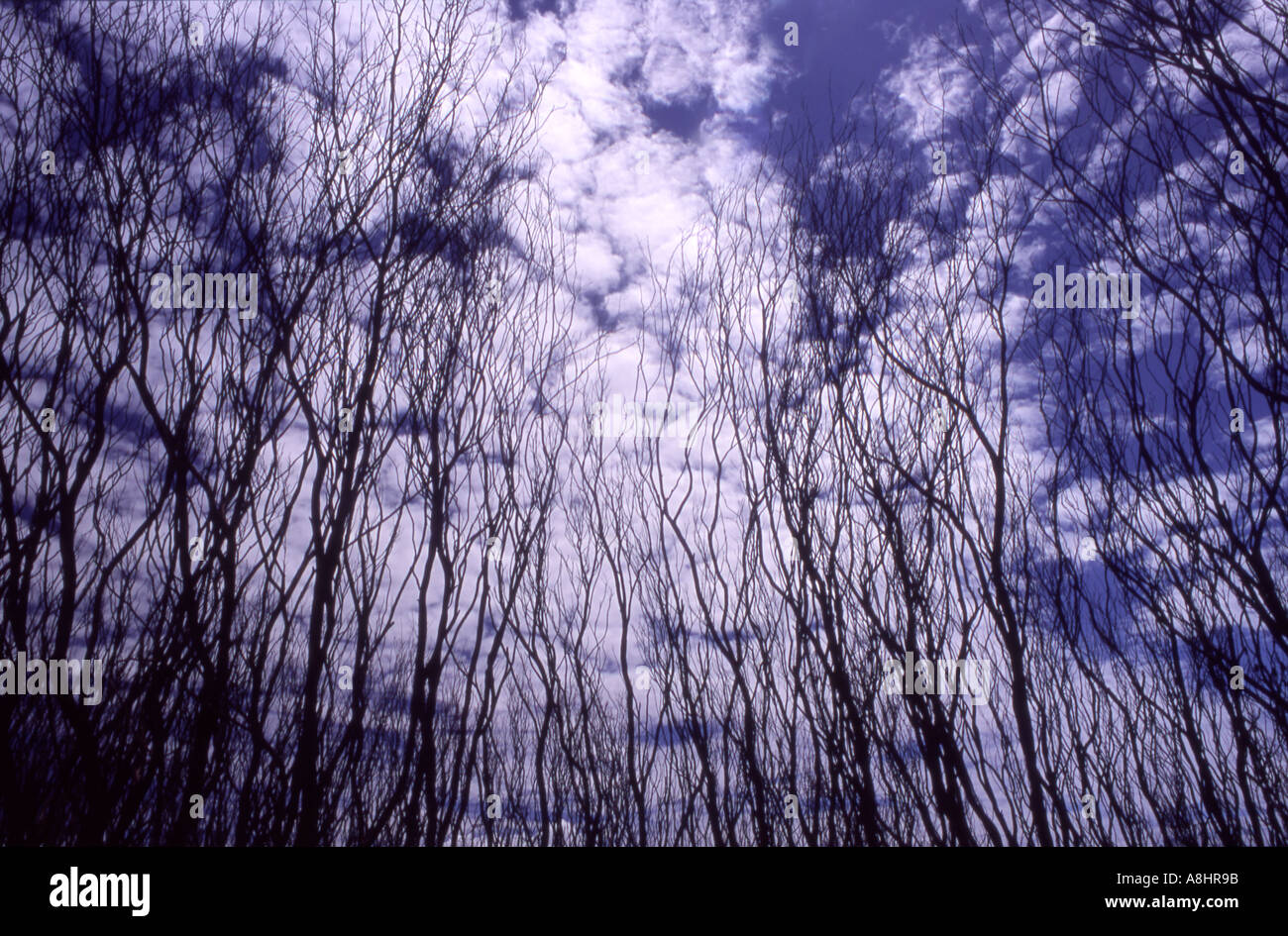 Abstract detail blackened burnt branches of a coastal hedgerow after ...