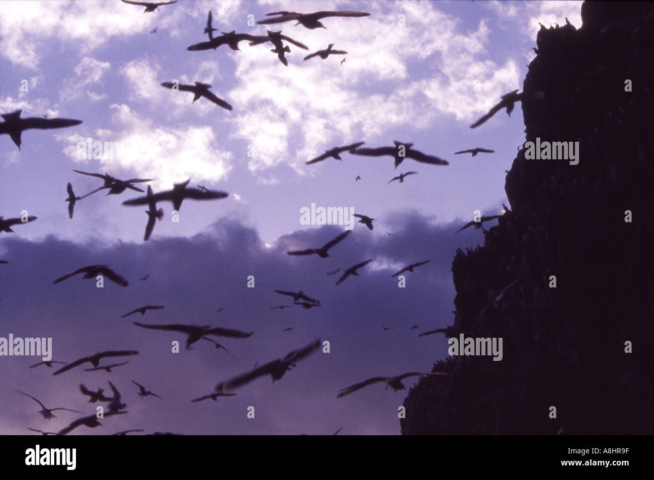 Abstract detail flock of cliff nesting birds in flight in silhouette at ...