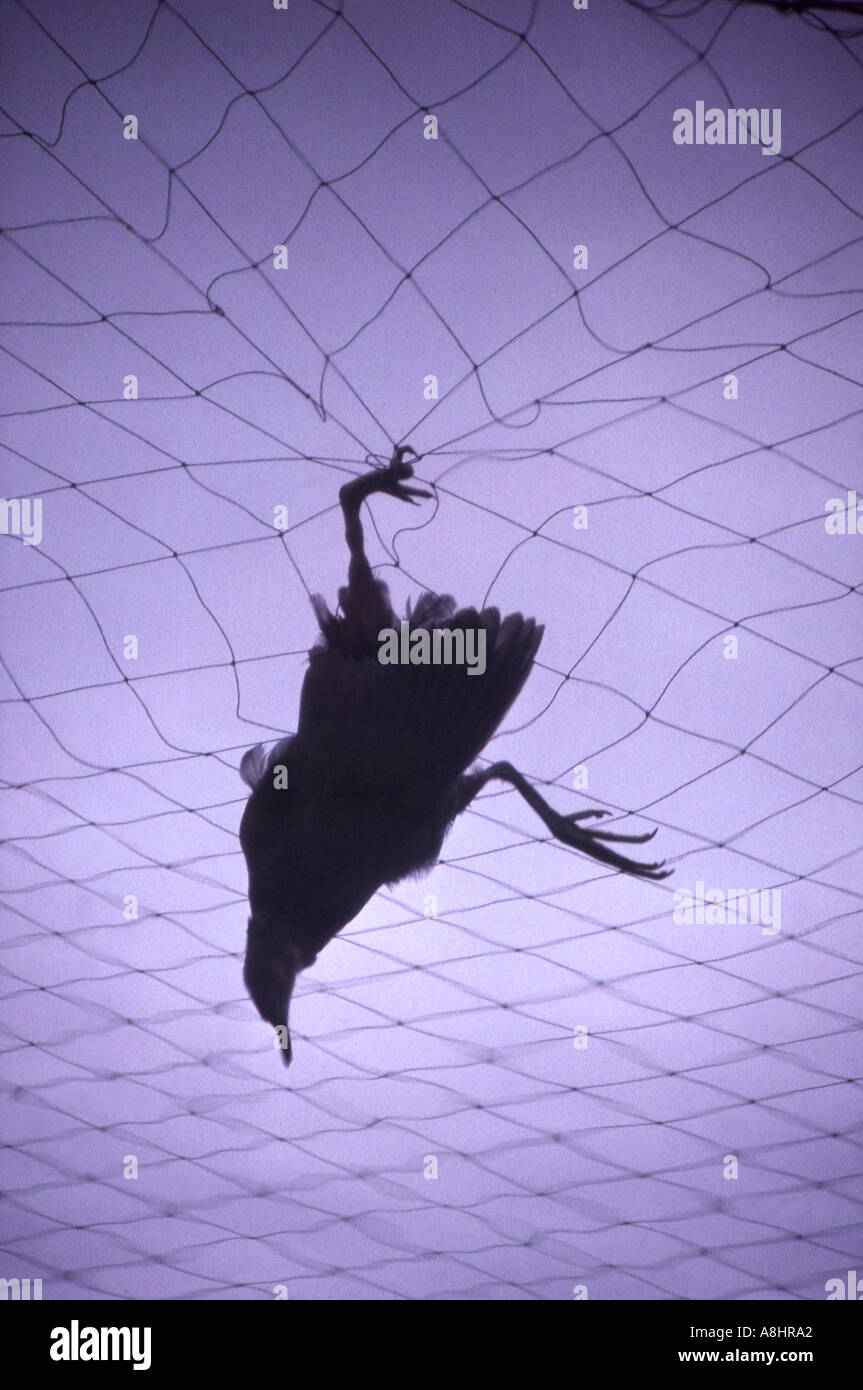 Abstract detail reflection of a dead Coot Fulica atra caught and killed ...