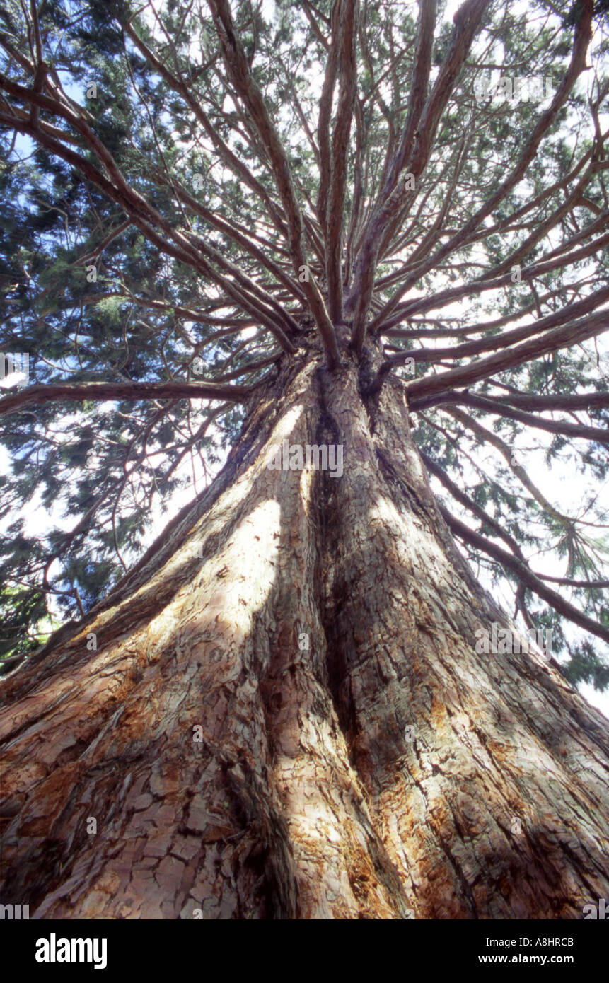 View (looking up) from base of Giant Redwood tree (Sequoiadendron giganteum), Queenstown, New ...