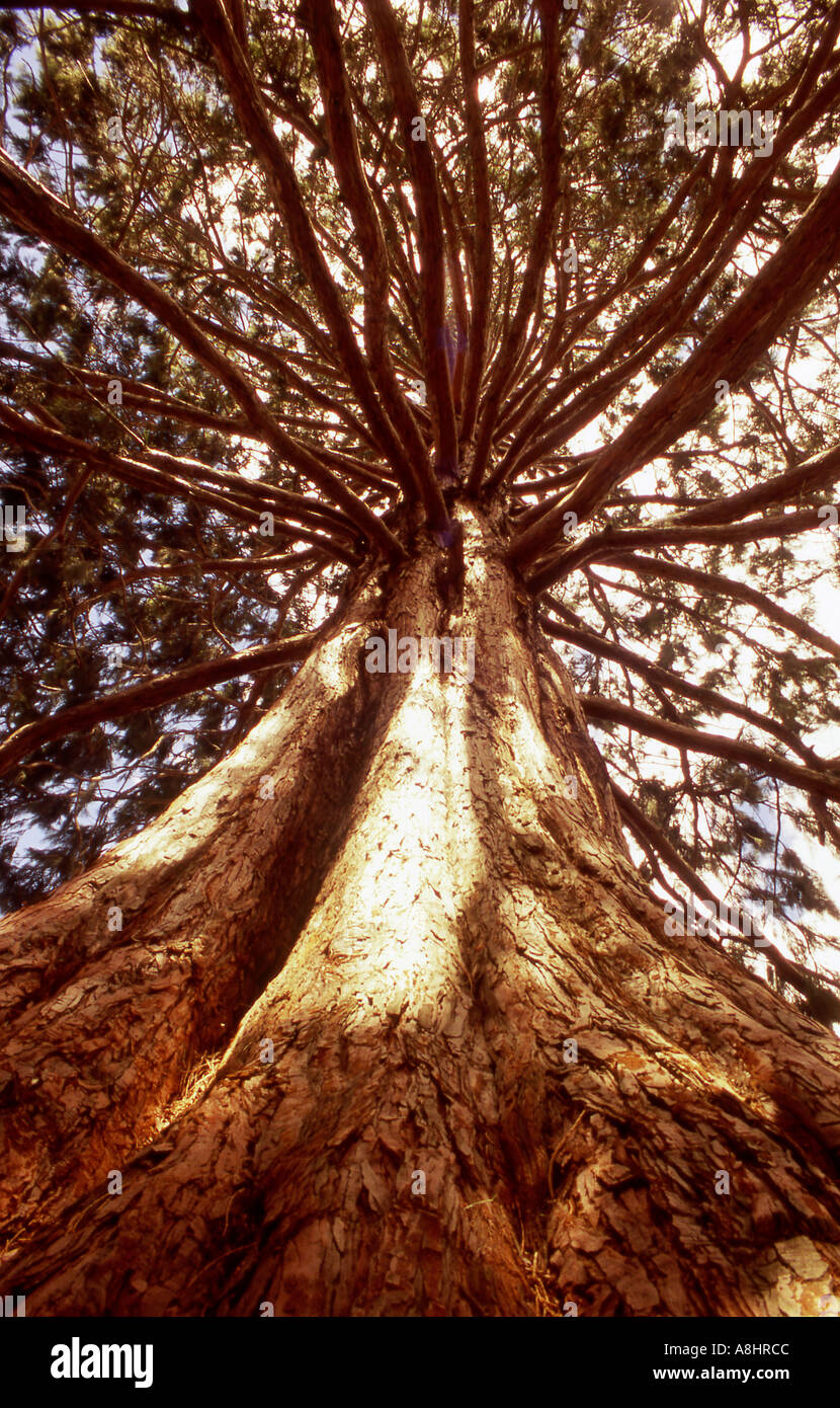 Abstract detail View looking up from base of Giant Redwood tree ...