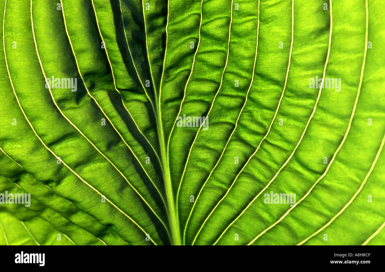 Abstract detail Close up of green rainforest leaf showing veined ...