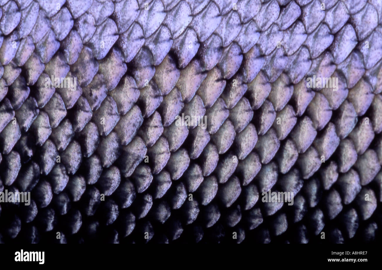 Abstract detail macro of brown trout Salmo trutta scales Stock Photo ...