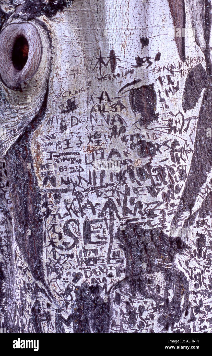Abstract detail tree trunk with graffiti Stock Photo - Alamy