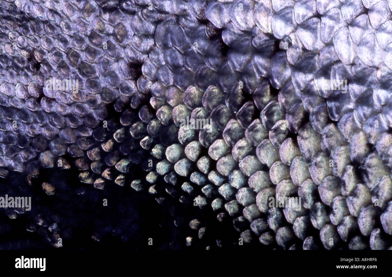 Abstract detail macro of brown trout Salmo trutta scales and part tail ...