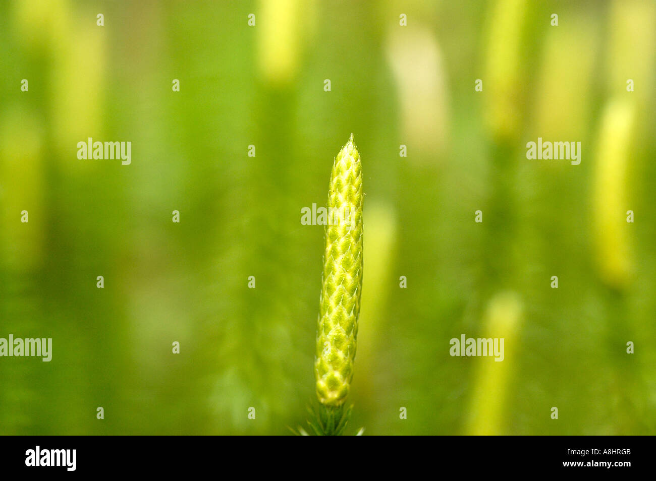Lycopodium clubmoss hi-res stock photography and images - Alamy